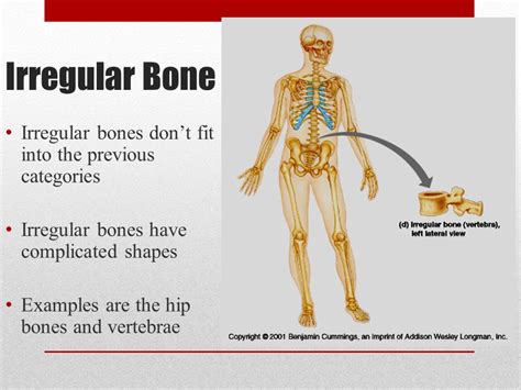 Types Of Irregular Bones