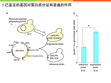 科学网—改造酿酒酵母的蛋白分泌途径以提高蛋白质产量 苏小运的博文