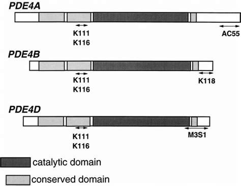 Primary Structure Of Rat Pde4a Pde4b And Pde4d And Location Of The