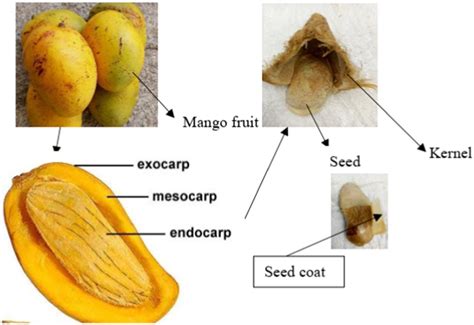 Anatomy Of Mango Fruit Manera Indica L Download Scientific Diagram
