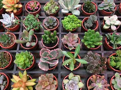 Flowering Succulent Types