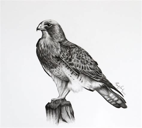 Custom Bird Graphite Drawing Handmade Realistic Bird Portrait Etsy