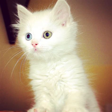 Todays Cat Album On Imgur