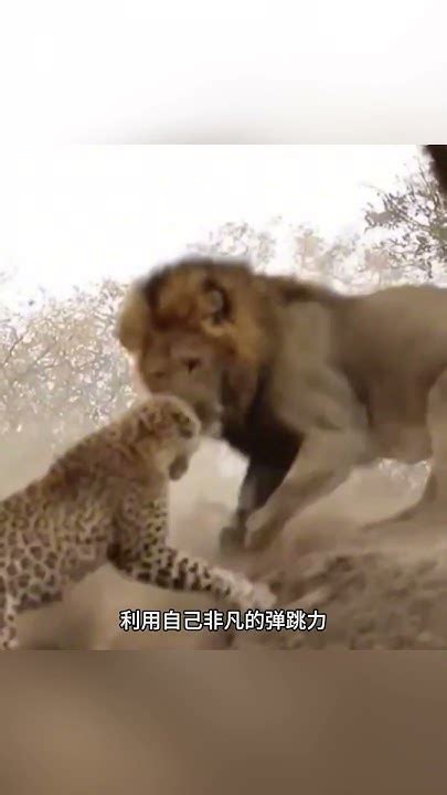 雄獅偷襲花豹，嚇了花豹一大跳 Nature Animals Wildlife Lion Wildanimalsleopard