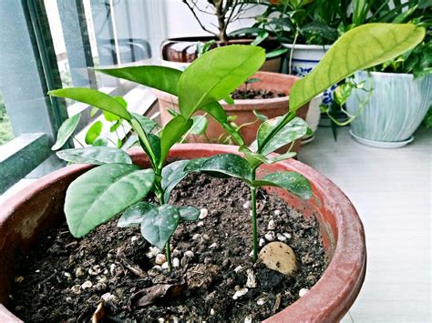 柚子种植日记 柚子盆栽 知乎