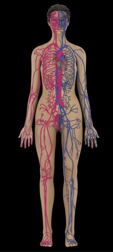 Organ Systems Body Cavities And Abdominopelvic Regions And Quadrants