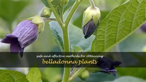 How To Obtain Belladonna Safely And Legally Shuncy