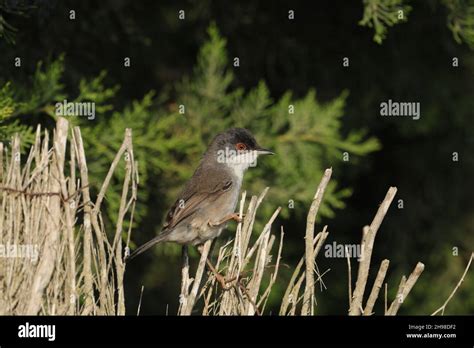 Sardinian Warbler A Common Species On Majorca And Around The