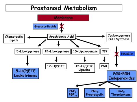 Ppt Arachidonic Acid Prostanoid Metabolism And Drugs Affecting Inflammatory Disease