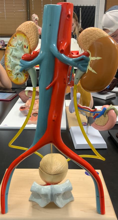 Urinary System Model Diagram Quizlet