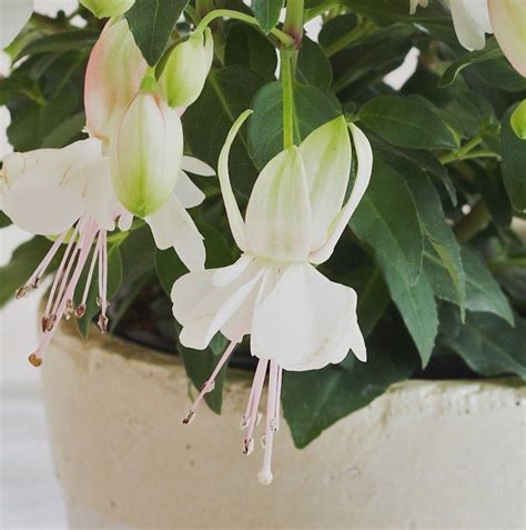 Fuchsia Fuchsita Polar Fuchsia Garden Fragrant Flowers Fragrant