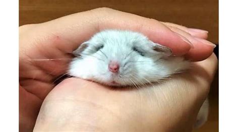 最高のうっとり顔温かい手の中でへにょんと夢見心地なハムスターに キュン PECOペコ