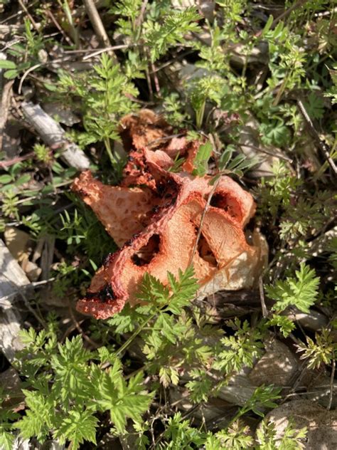 Coeur De Sorcière Créateur De Forêt