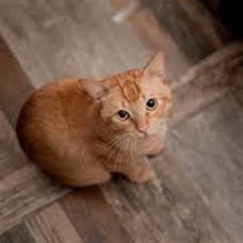 Stream Pussy X Puff X Eli X Chad Underrated Lab By Puff Gzz Listen Online For Free On Soundcloud