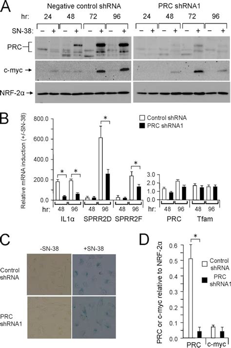 C Myc Antibody Hrp Monoclonal 9e10