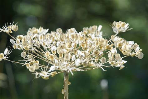 Flores Umbelíferas Apiaceae Foto Gratuita No Pixabay Pixabay