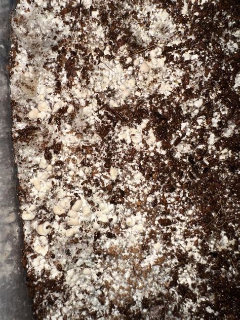 What Are These Primordia Strain Is Z Strain Rshrooms