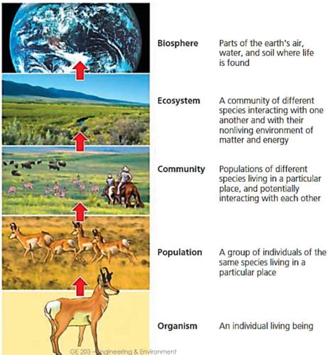 Lecture Introduction To The Environment And Ecosystems Flashcards Quizlet