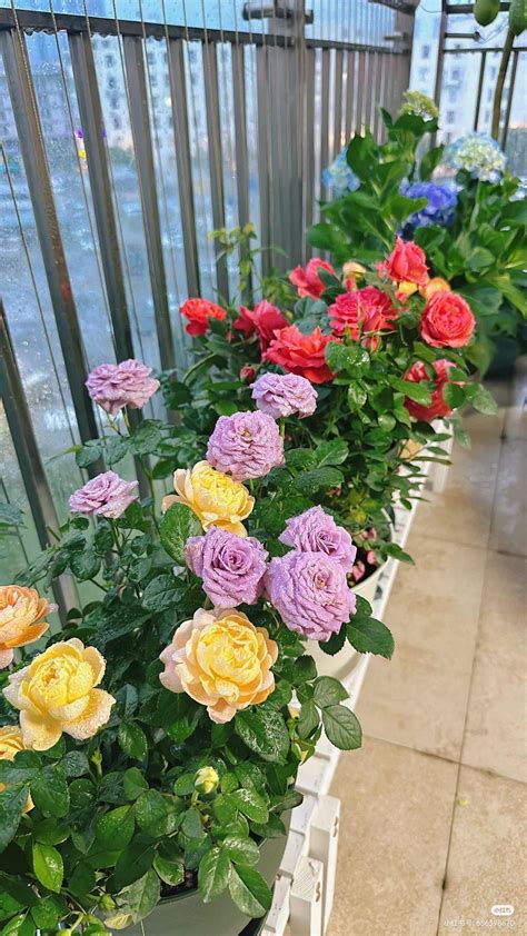 Канна Гарден цэцгийн дэлгүүр Голланд сортын тасалгааны сарнай замдаа гарлаа Ирээл дуусдаг