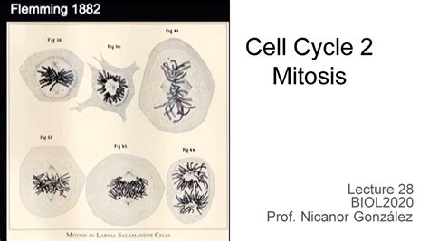 Lecture 27 cell cycle 3 Cell Cycle 2 Mitosis Lecture 28 BIOL Prof Nicanor González me staring