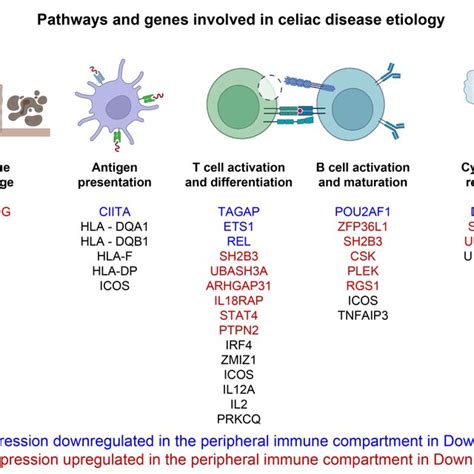 Graphical Abstract Displaying Key Pathways Of Celiac Disease Download Scientific Diagram