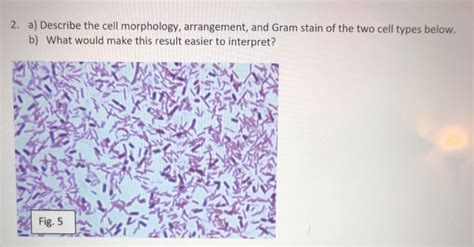 Solved 2 A Describe The Cell Morphology Arrangement And