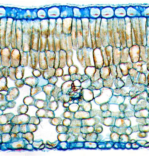 Tea Leaf Light Micrograph Photograph By Dr Keith Wheeler Fine Art