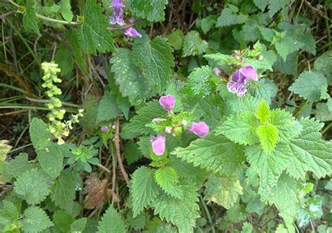 Plantas Contra Plagas Remedios Ecológicos