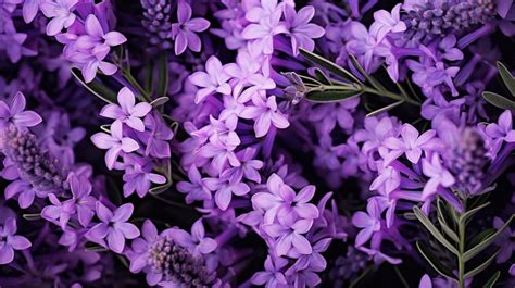 Lavender Flowers Background By Textures And Backgrounds On
