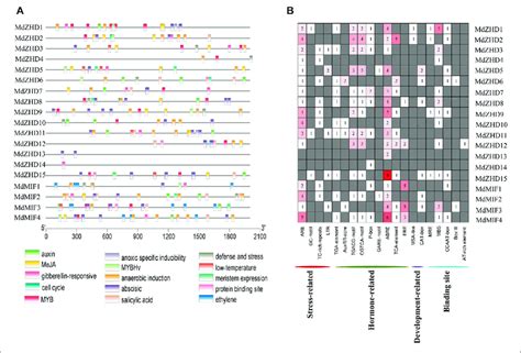 Cis Element Analysis Of The Promoters Of Mdzf Hd Genes A The
