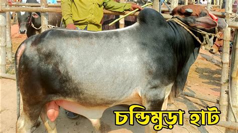 খামার উপযোগী শাহিওয়াল সিন্ধি ক্রস জাতের ষাঁড় গরুর দাম জানুন