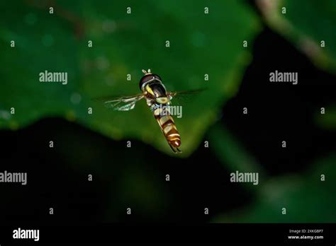 Close Up A Hoverfly Flying Yellow Shouldered Stout Hover Fly In Flight