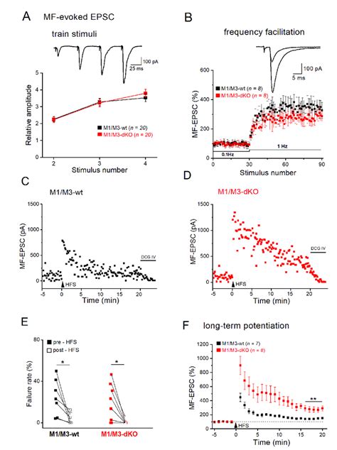 M1 M3 DKO Does Not Alter STP But Strongly Facilitates LTP Of The