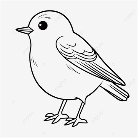 작은 새 색칠 페이지의 그림 벡터 기본 간단한 귀여운 만화 로빈 개요 흰색 배경에 고립 어린이 색칠 페이지 Png 일러스트 및 벡터 에 대한 무료 다운로드 Pngtree