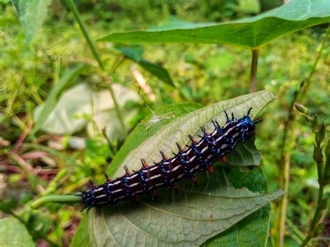 Beautiful Caterpillar Stock Image Image Of Wild Beautiful 320042575