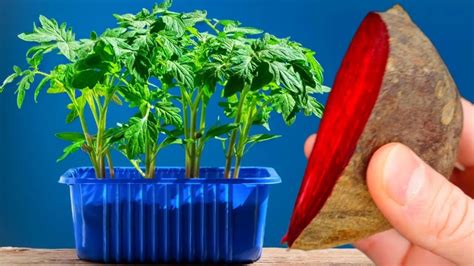 Никогда Не Сажайте Томаты и Перец Без Этого Рассада крепкая и урожайная в 5 раз выше 50