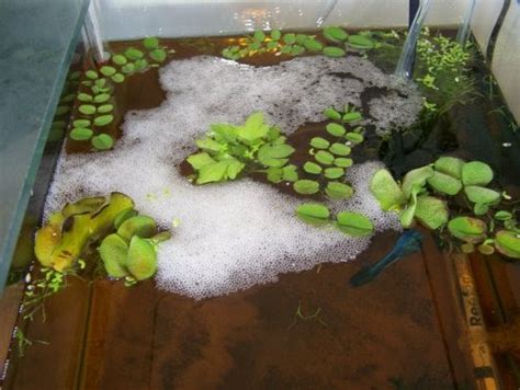 Peixe Betta Fêmea Tudo sobre o Peixe Betta Fêmea O Peixe Betta