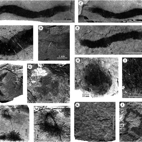 Erect Benthic Macroalgae From The Upper Doushantuo Formation Middle Download Scientific