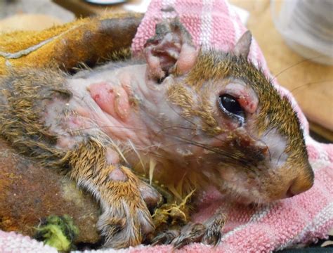 Squirrel Pox Fourwands Wildlife Rehabilitation