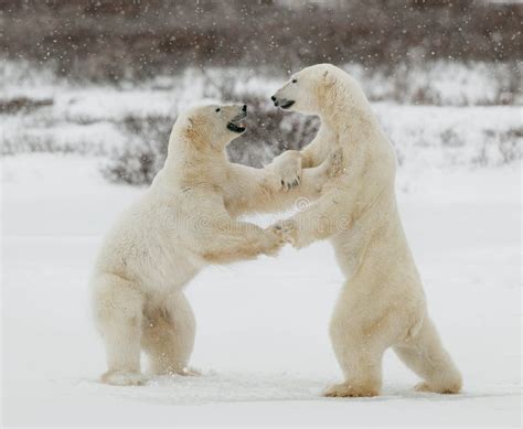 Two Polar Bears Play Fighting Stock Photo Image Of Mammal Playfighting