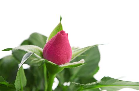 번치 Of 부케 In Flowerpot 흰색 바탕에 흰색 배경 0명에 대한 스톡 사진 및 기타 이미지 0명 꽃 나무 꽃