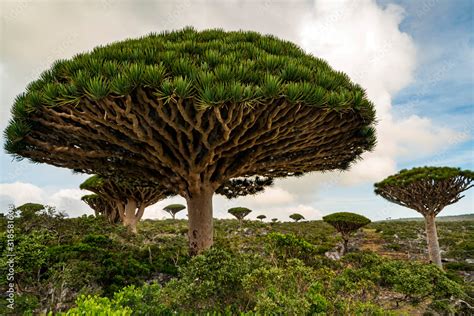 Dragon Blood Tree Is An Endemic Plant In Socotran Archipelago Of Yemen In Indian Ocean Stock