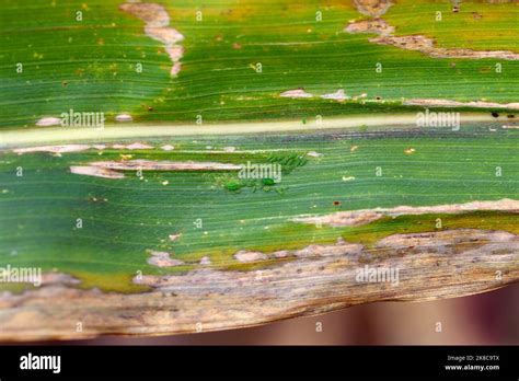 Cereal Leaf Aphid Rhopalosiphum Maidis Rose Grain Aphid Metopolophium