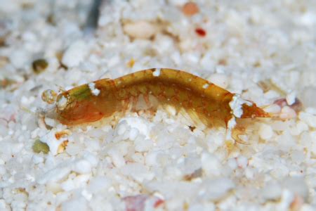 Gonodactylellus Annularis