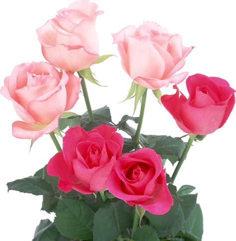 花の写真フリー素材花束No 141バラ赤ピンク