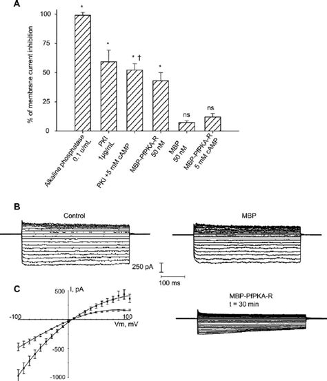 Patch Clamp Experiments On Infected Erythrocytes Download Scientific Diagram