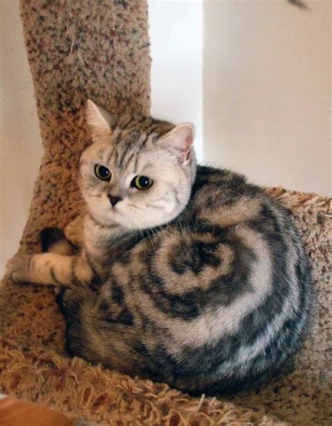 Cats With The Most Unique Fur Patterns
