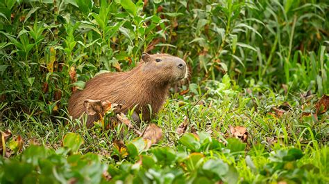 The Fascinating Evolution Of Capybaras