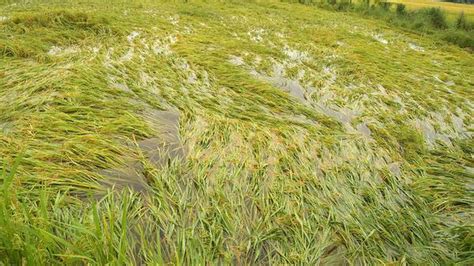 Rain Damages Samba Thaladi Crops The Hindu