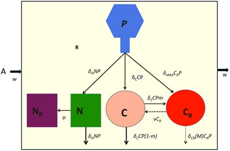 Model Of The Population Dynamics Of Lytic Phage With Crispr Mediated Download Scientific